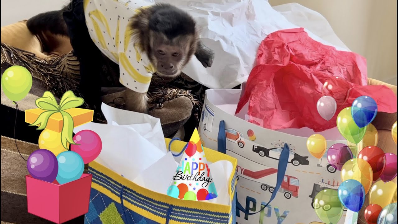 Happy 11th Birthday to Monkey Russel 🎊🎉 ️🐒 - YouTube