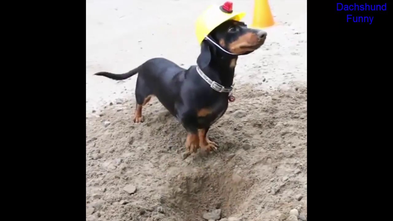 Dachshunds Doing Road Work Cute Construction Worker Dachshunds! - YouTube