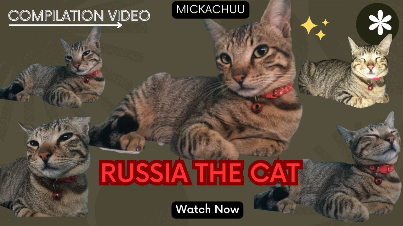Russia Unleashed.|You Won't Believe What My Cat Can Do!|#cat #comedy # ...
