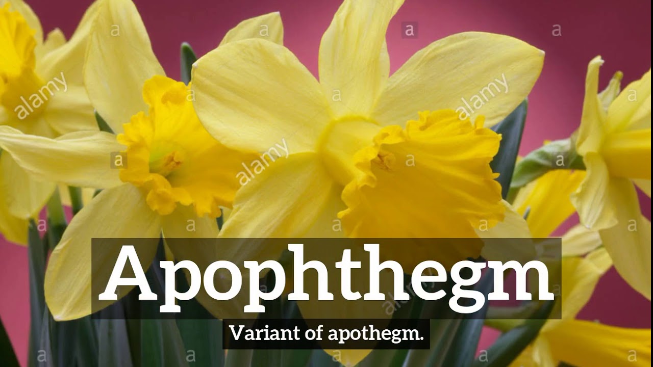 How Does Apophthegm Look? | What is Apophthegm? | How to Say Apophthegm ...