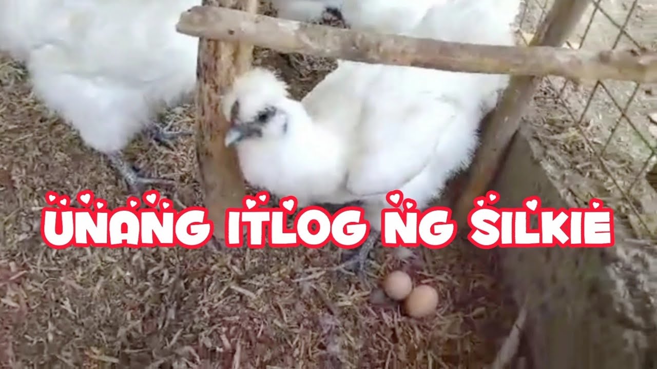 UNANG ITLOG NG AMING SILKIE CHICKEN/SILKIE LAID EGGS/ILANG BUWAN ...