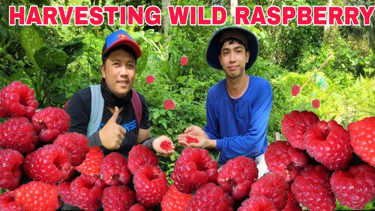 EP562 HARVESTING WILD RASPBERRY SA GUBAT ANG TAMIS "SAMPINIT" - YouTube