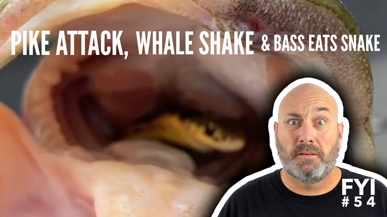 Pike Attack, Whale Shake & Bass Eats Snake! - YouTube