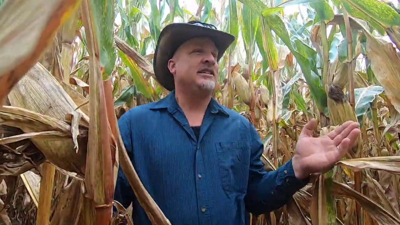 Corn Field Walk (Deer Damage) - YouTube