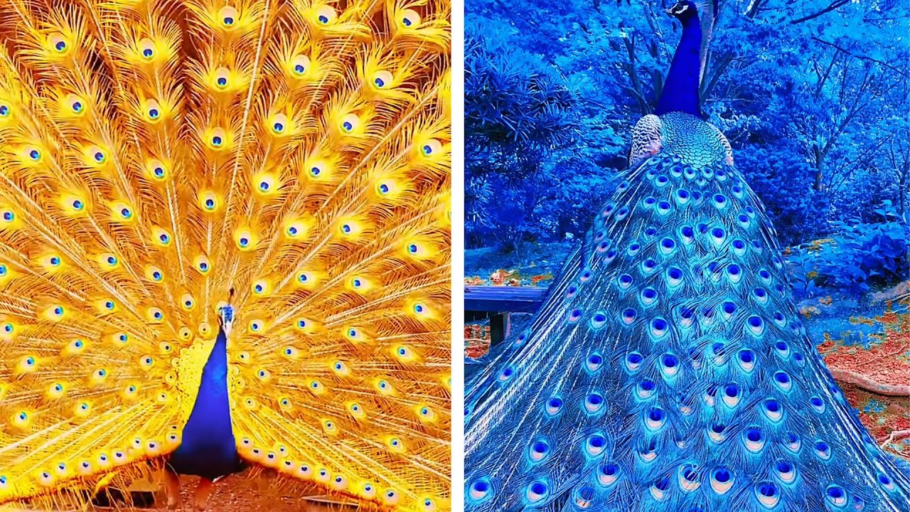 Peacock In The Wind, Beautiful, Colourful, Natural Peacocks Video #63 ...
