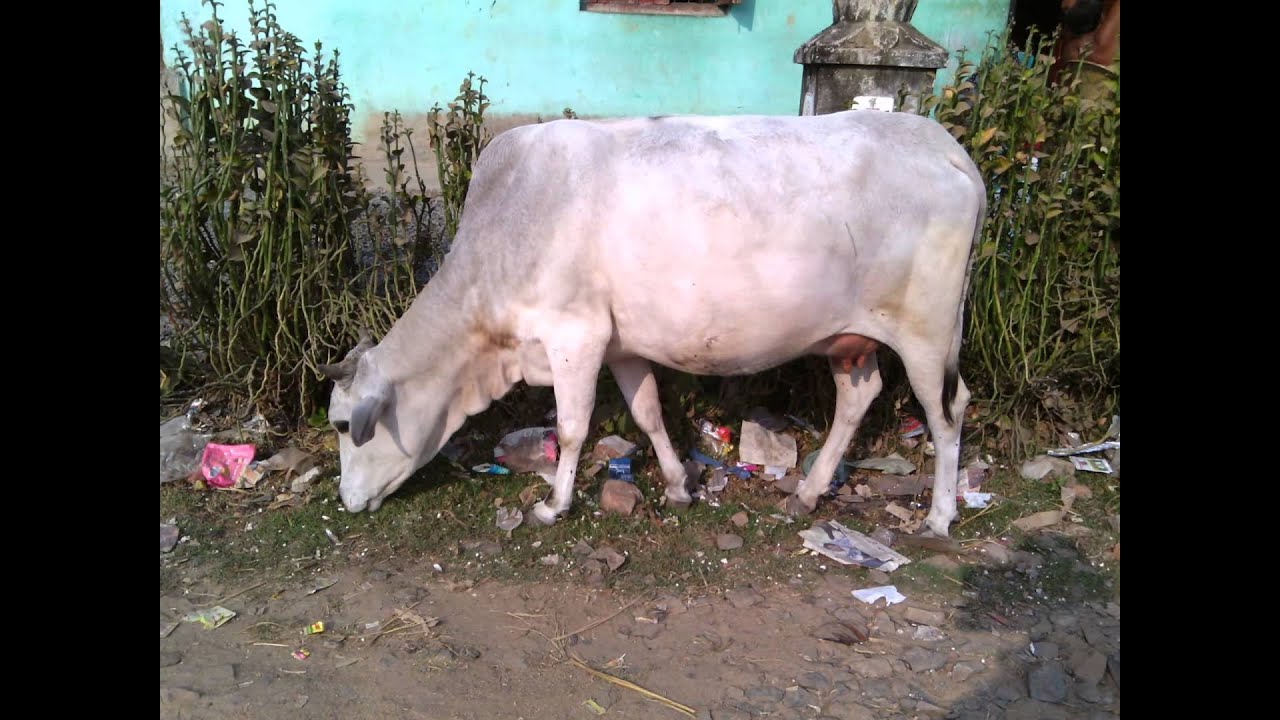 COW is busy with his food! - YouTube