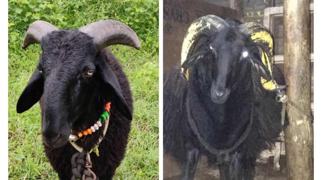 Sherkhan Sheep transformation #karnataka #sheep #sherkhan #sheep # ...