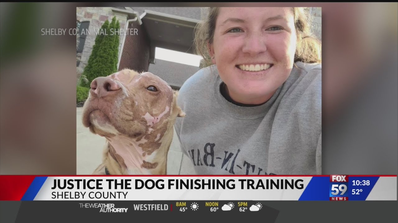 Justice the dog finishes training - YouTube
