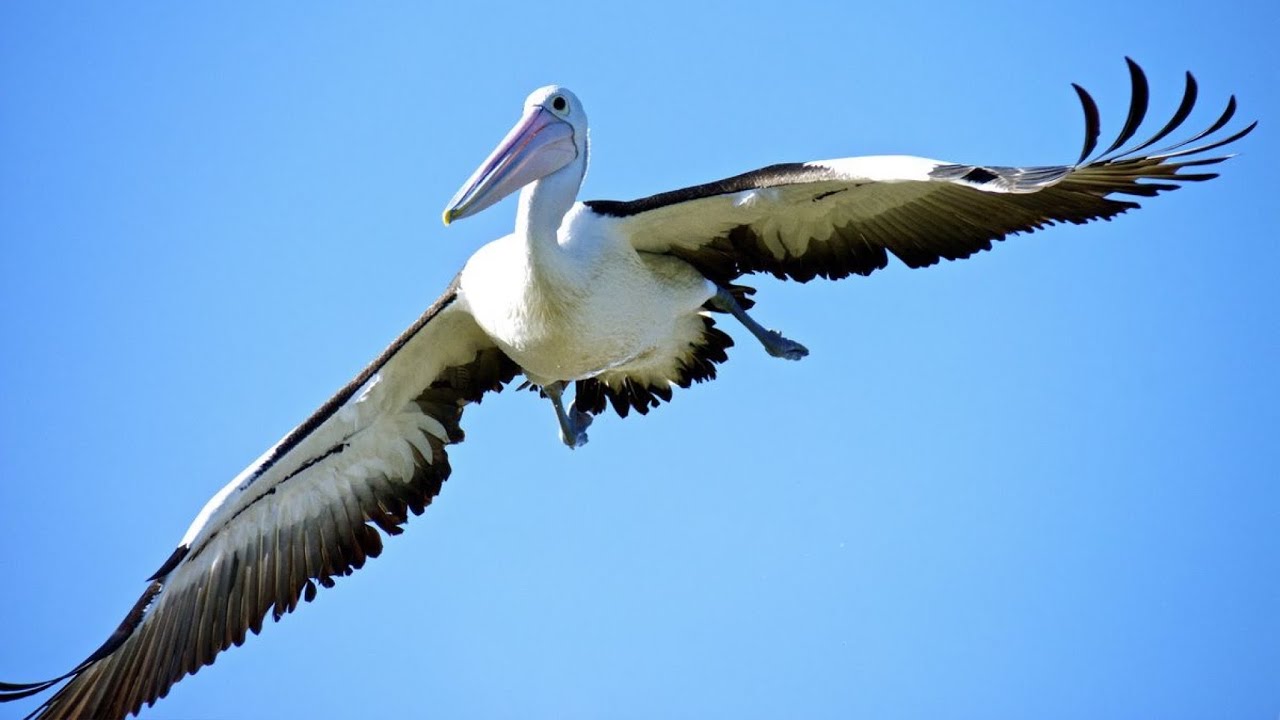 PELICAN SOUNDS * What a Wonderful World * ANIMAL SOUNDS - YouTube