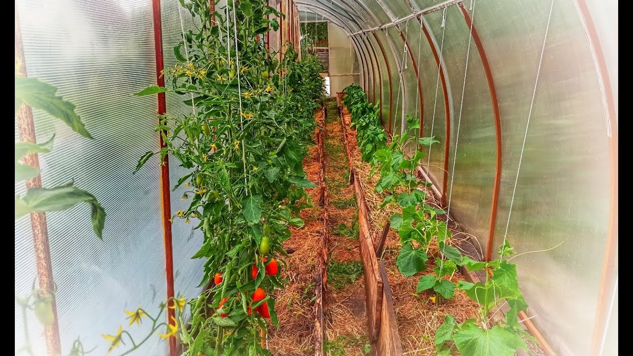 BAGAIMANA TOMAT DAN TIMUN TUMBUH DI URAL? #garden #tomato #cucumber # ...