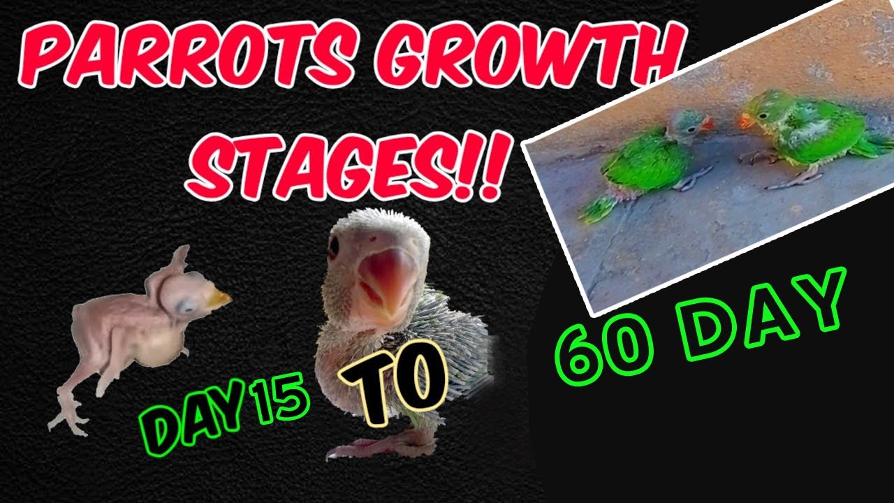 Pakistani Ringneck Growth Stages Day 15 to 60 days || Parrot growth ...