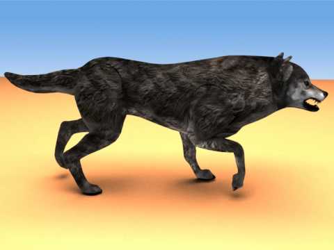 wolf walk cycle - YouTube