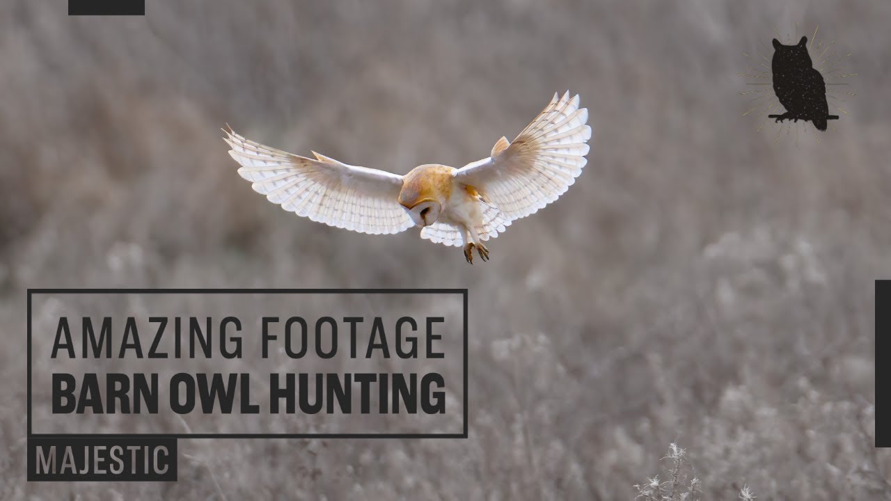 A local Barn Owl hunting - YouTube