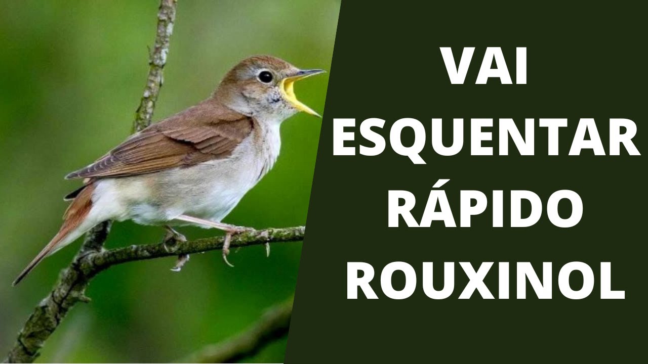 O Canto do rouxinol, se ele é frio vai esquentar na hora, Sons da ...