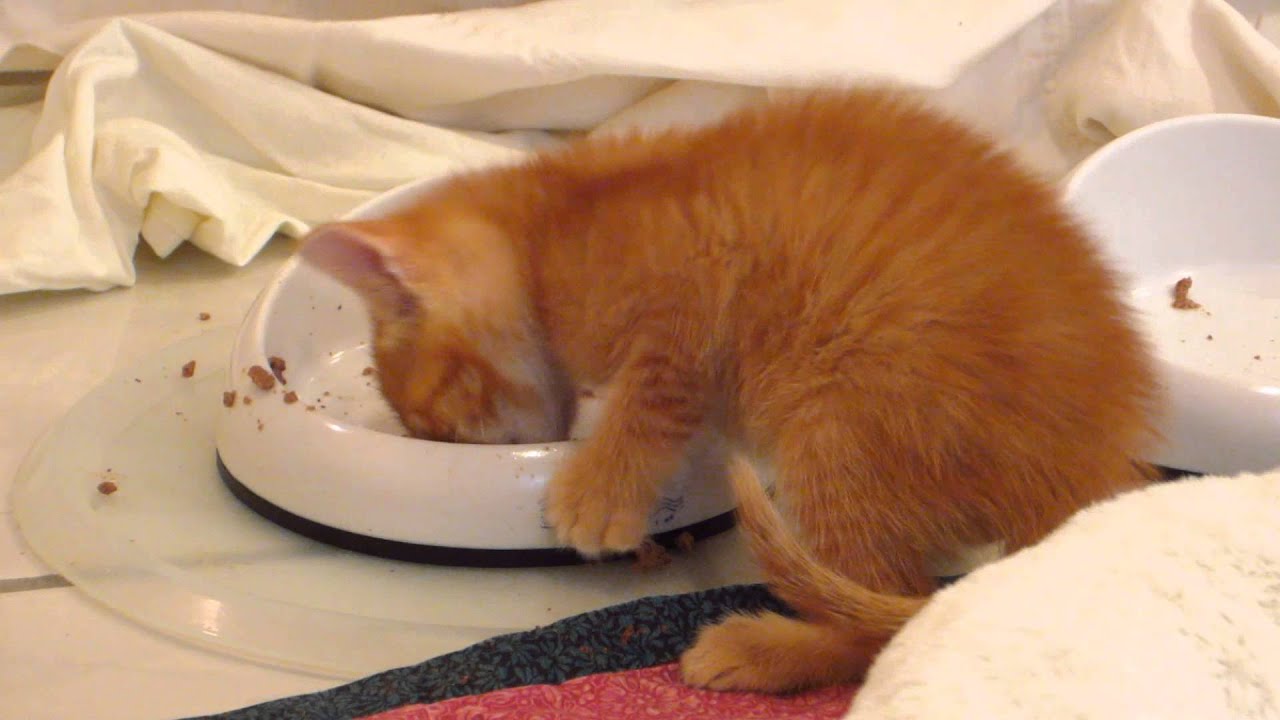 Hungry Orange Foster Kitten Eating Wet Food & Climbs Over Tissue Paper ...