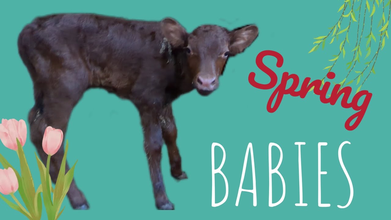 Spring Calves! - YouTube