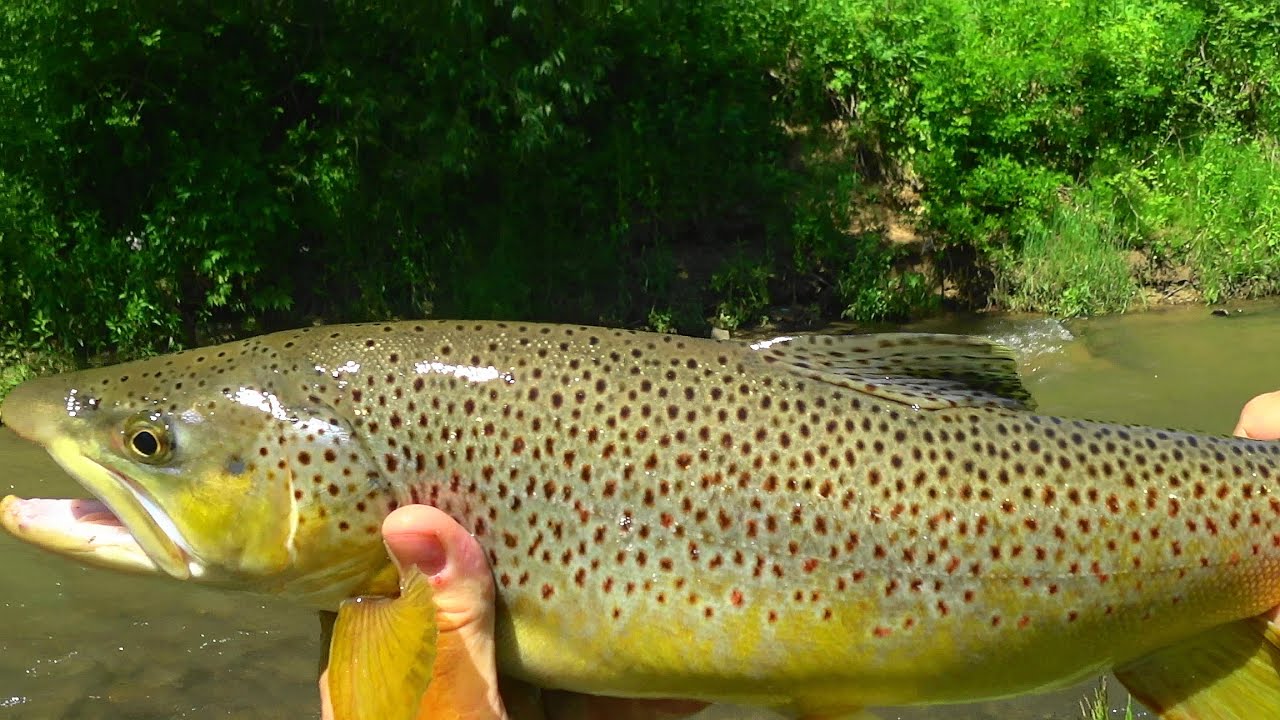 Wisconsin Trout Fishing - 6/3/2020 - YouTube
