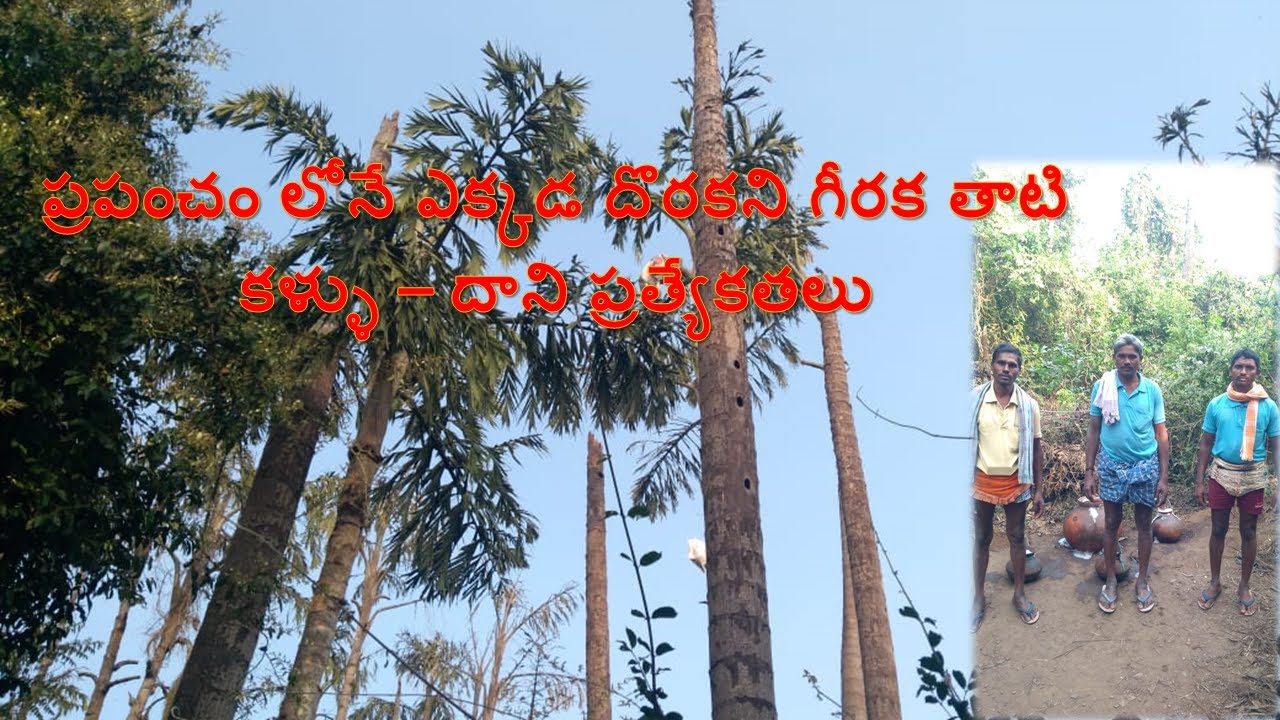 గీరక తాటి కళ్ళు | giraka thati kallu | Pakala | Narsampet - YouTube