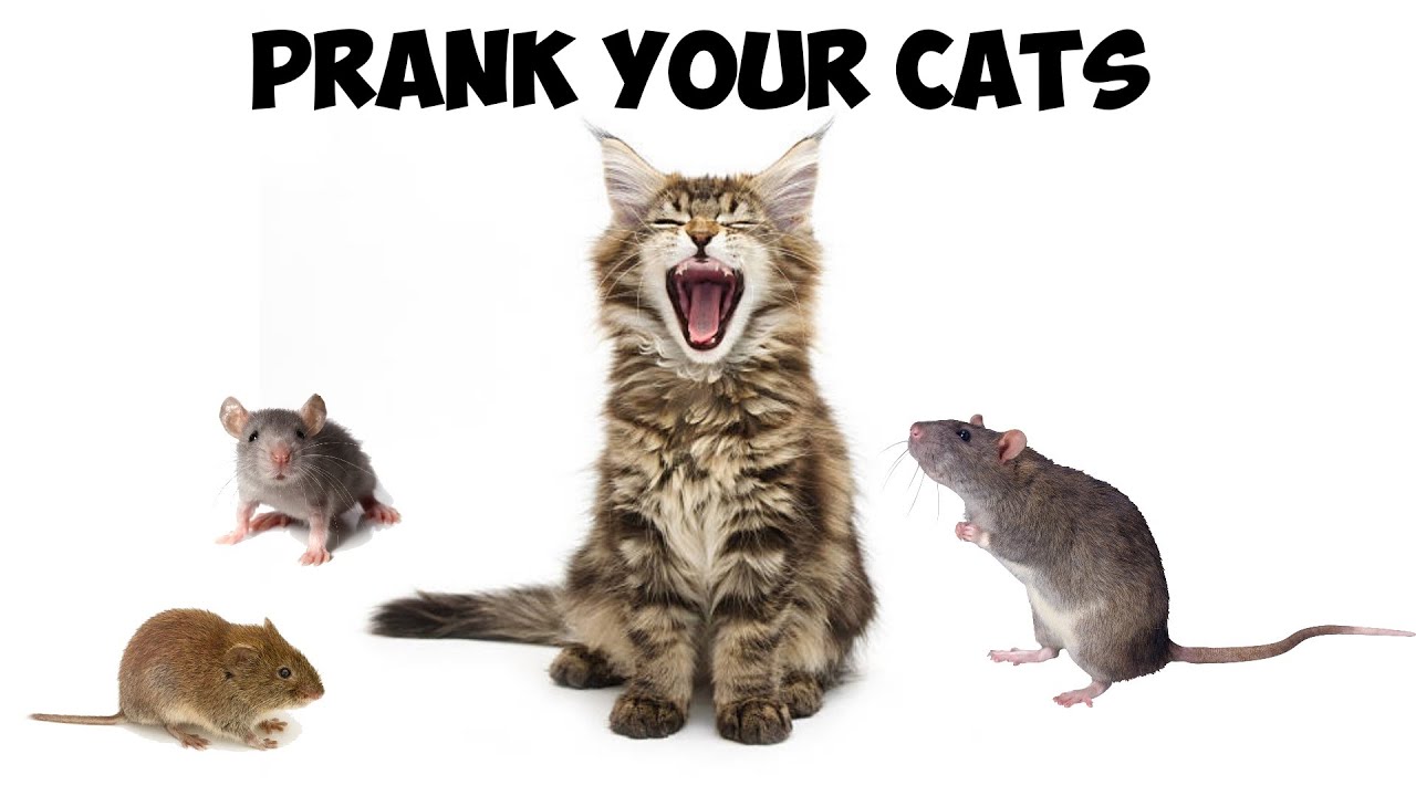 Mice Sound For Cats | Prank Your Cat - YouTube