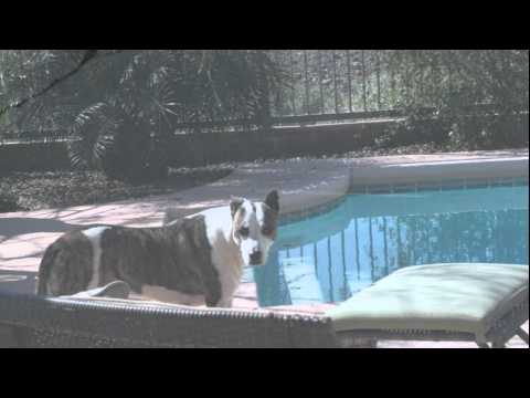 Could This Be Drunvalo Melchizedek Hopi Red Star Kachina Prophecy White ...