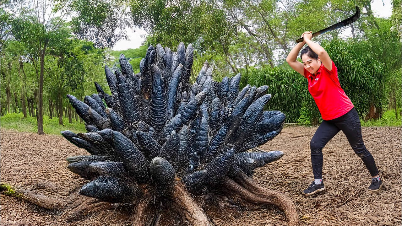 Girls Prepare Harvesting Red Death Fruit & Go to Market Sell | Lychee ...