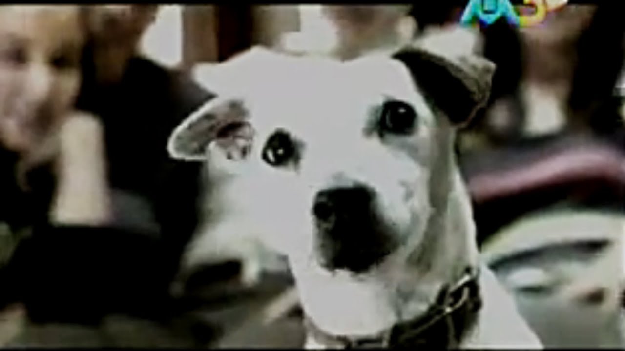 Comercial - Perro Wow - Triple play de Telmex TV - YouTube