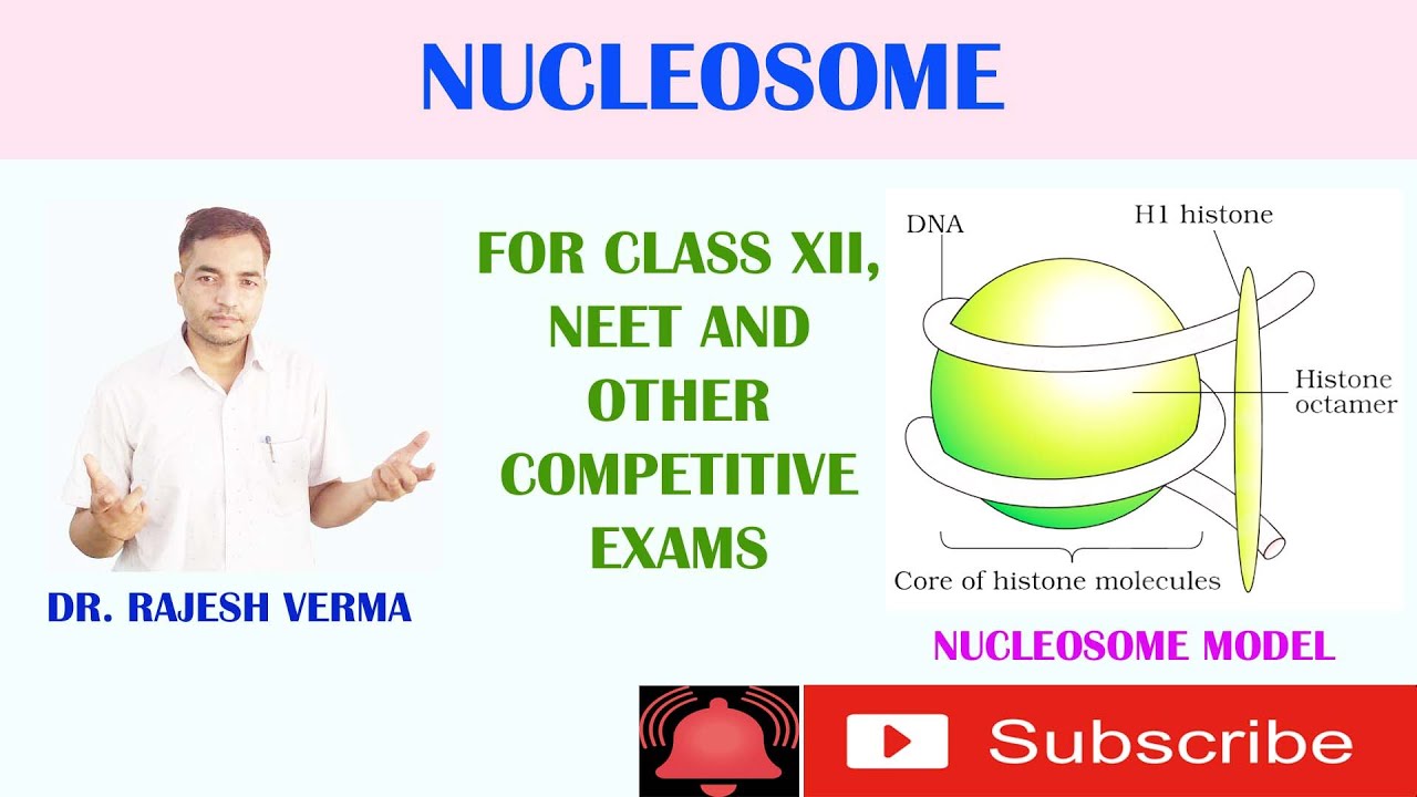 NUCLEOSOME MODEL (FOR CLASS 12, NEET, UG, Comp. exams WITH EFFECTIVE ...
