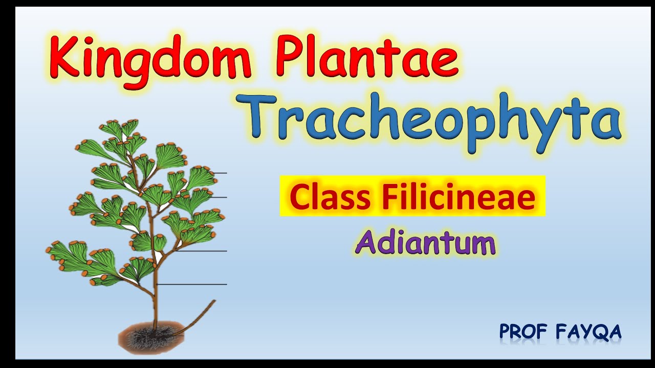 Class Fillicinae [Example of ADIANTUM] - YouTube
