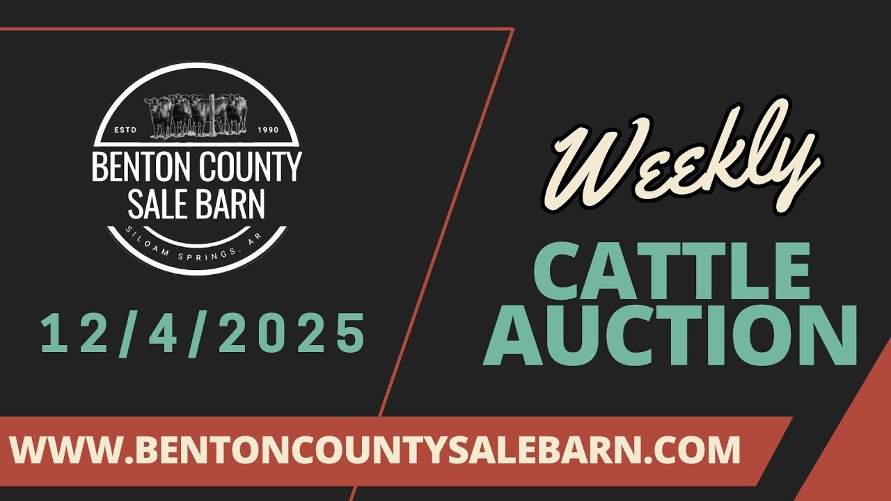 12/4/2025 - Cattle Auction - Benton County Sale Barn - YouTube