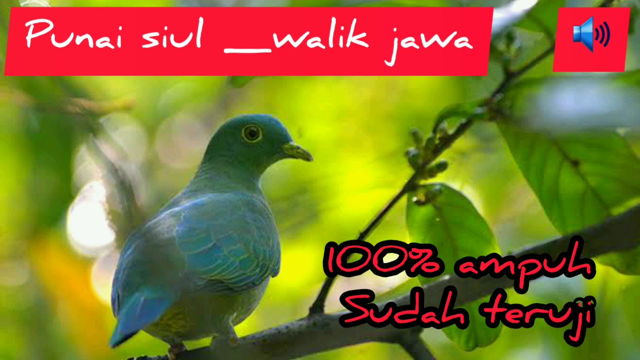 Suara pikat ampuh burung walik ||Punai Salung/punai Siul/punai ...