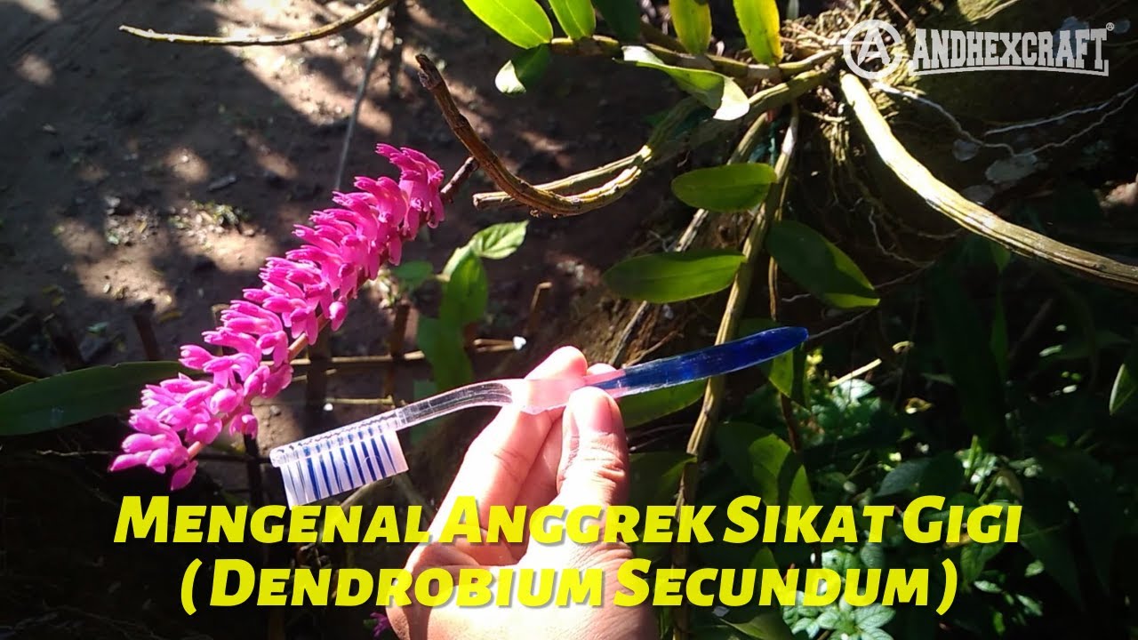 Review Anggrek Sikat Gigi / Dendrobium Secundum || Toothbrush Orchid ...