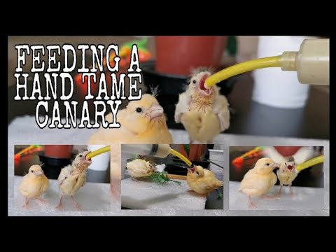 FEEDING A HAND TAME 20 DAYS OLD CANARY | FEEDING A HAND TAME CANARY ...