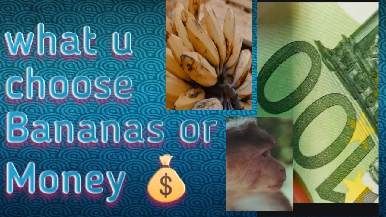 What u choose - bananas or money - YouTube