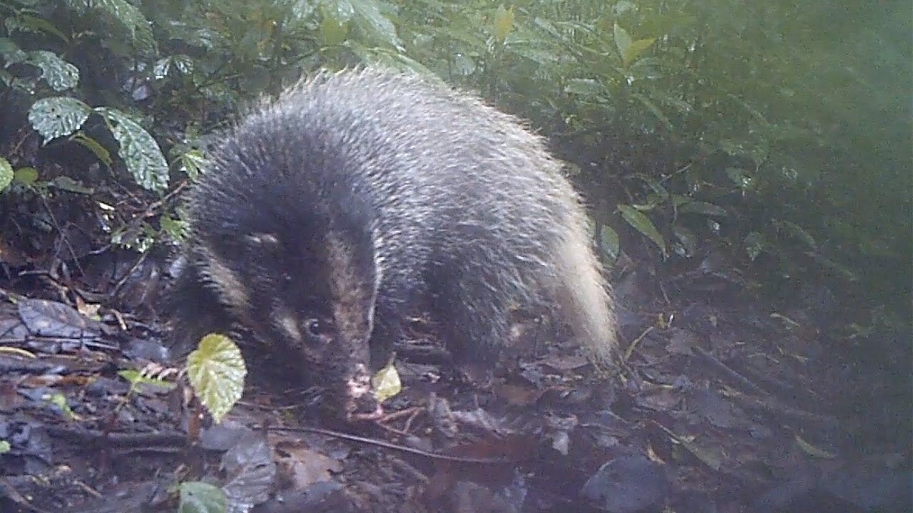 #FromTheField Sumatran hog badger - YouTube