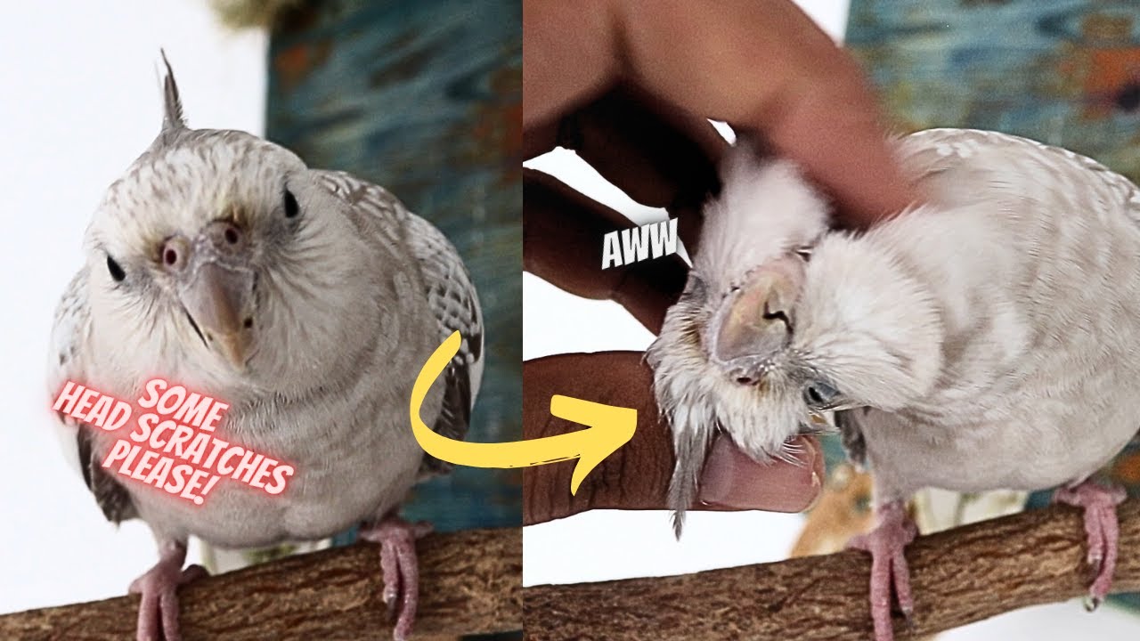 My Cockatiel ASKED for Head Scratches (and I Delivered!) ️ - YouTube