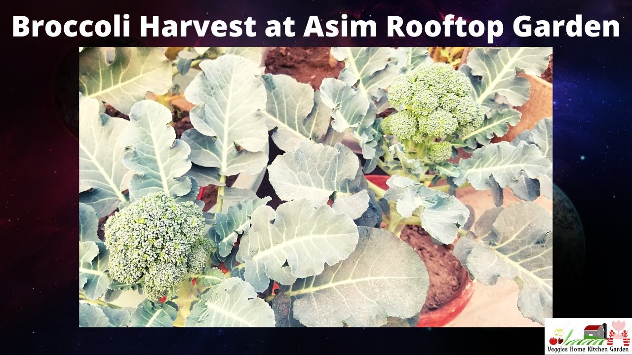 Broccoli harvest at Asim Rooftop Garden | Hari Gobi harvest ku tayar ...