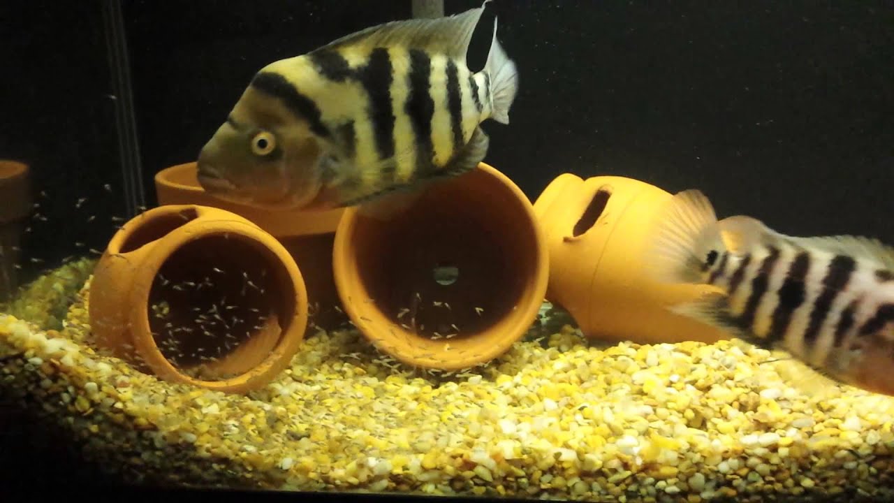 Barred Midas Cichlid