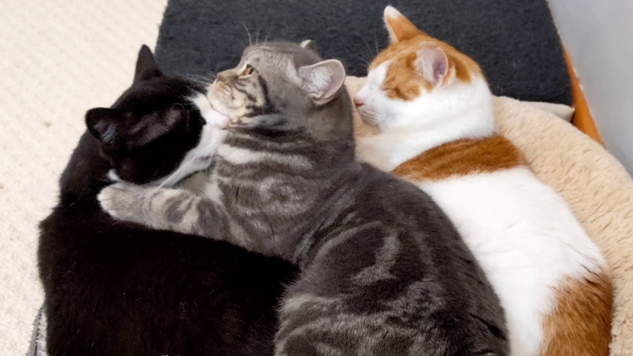 Cats Love To Snuggle & Sleep Together - YouTube