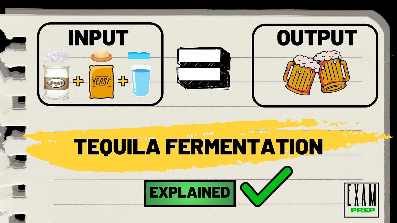 Tequila Fermentation | EXPLAINED | Exam Prep - YouTube