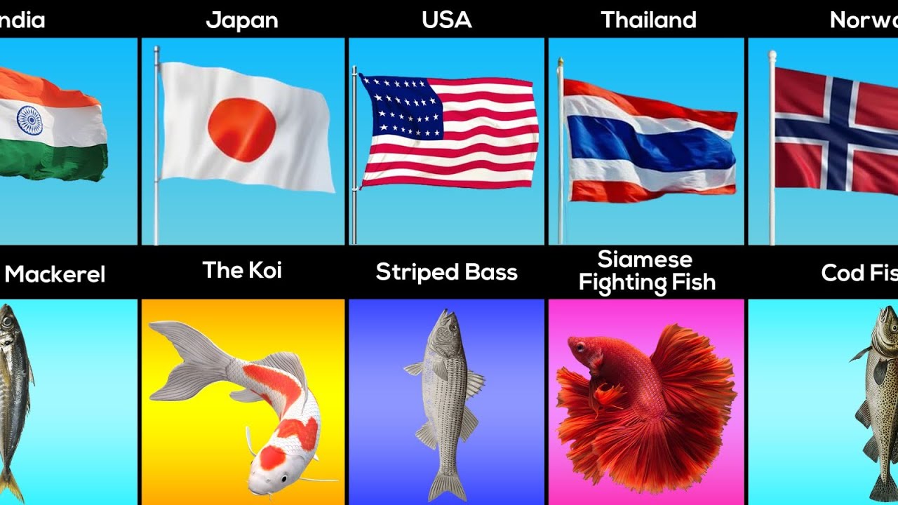 National Fish From Different Countries - YouTube