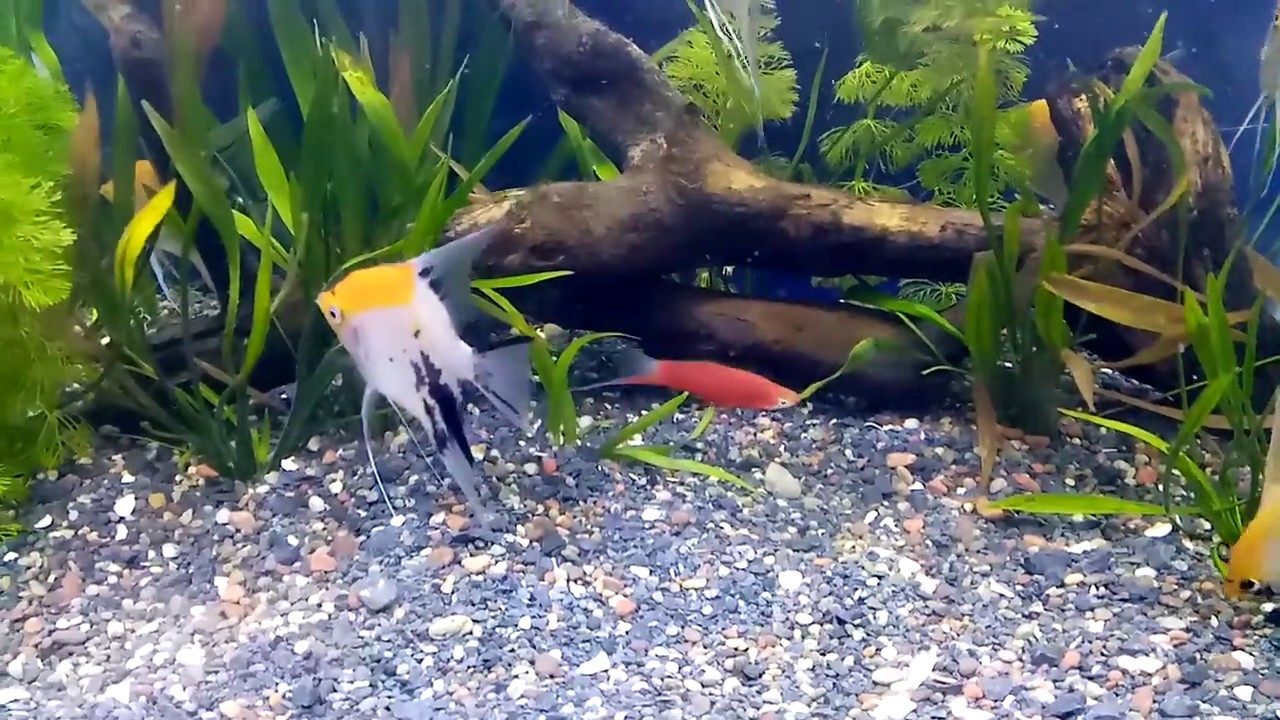 Escalar Koi - YouTube