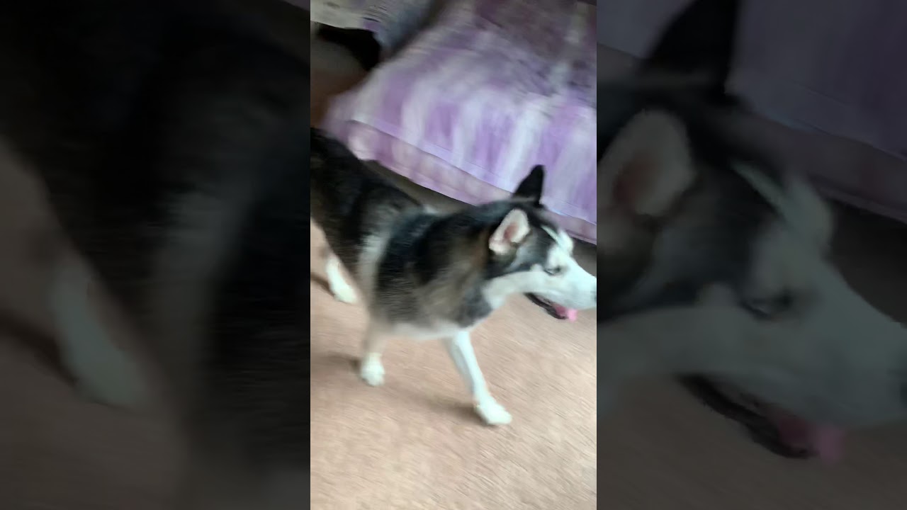 The talkative husky woof woof - YouTube