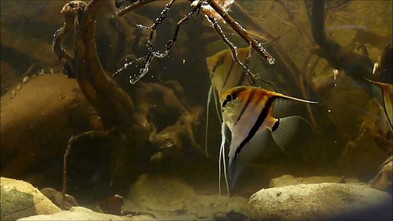 Amazon Angelfish Biotope - Update 05.02.2013 - YouTube