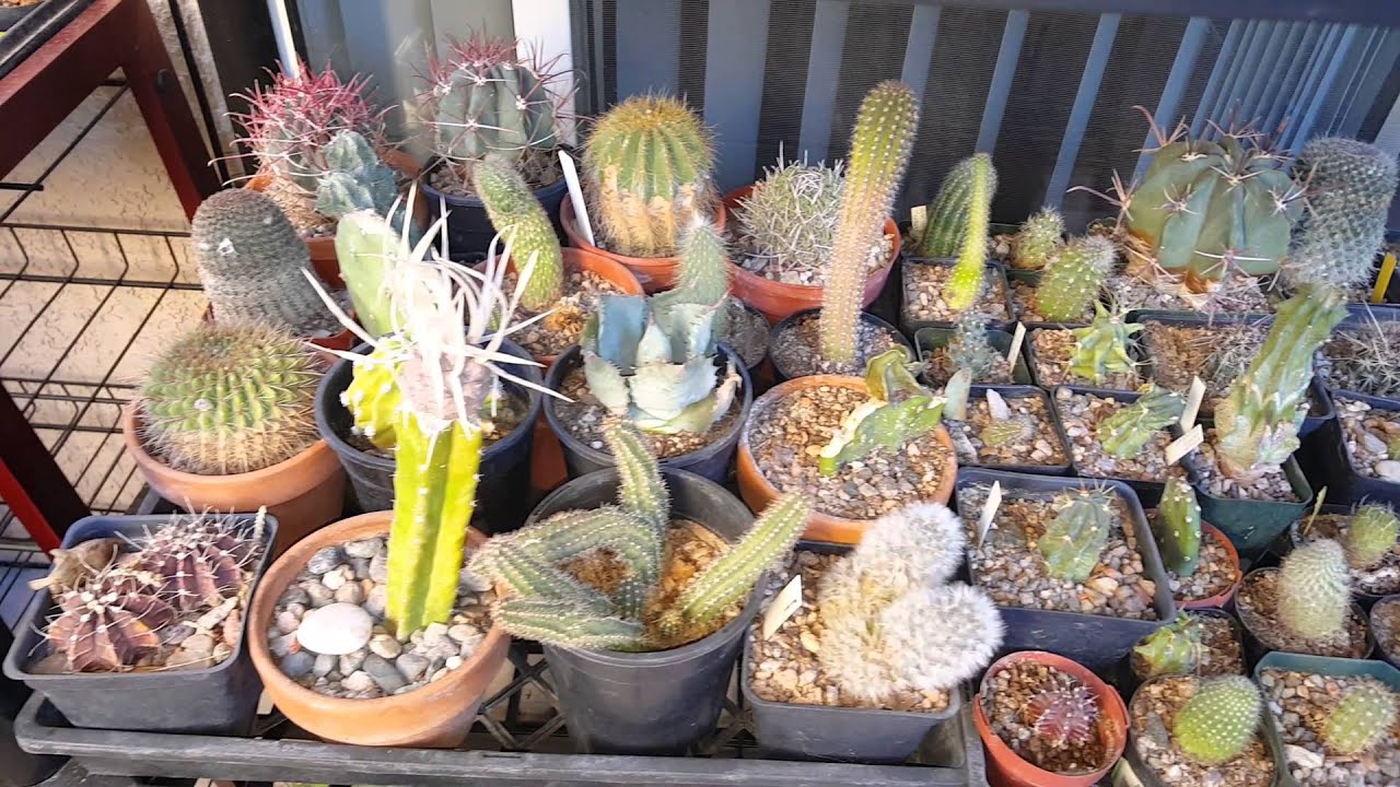 My cactus collection 2016 - YouTube