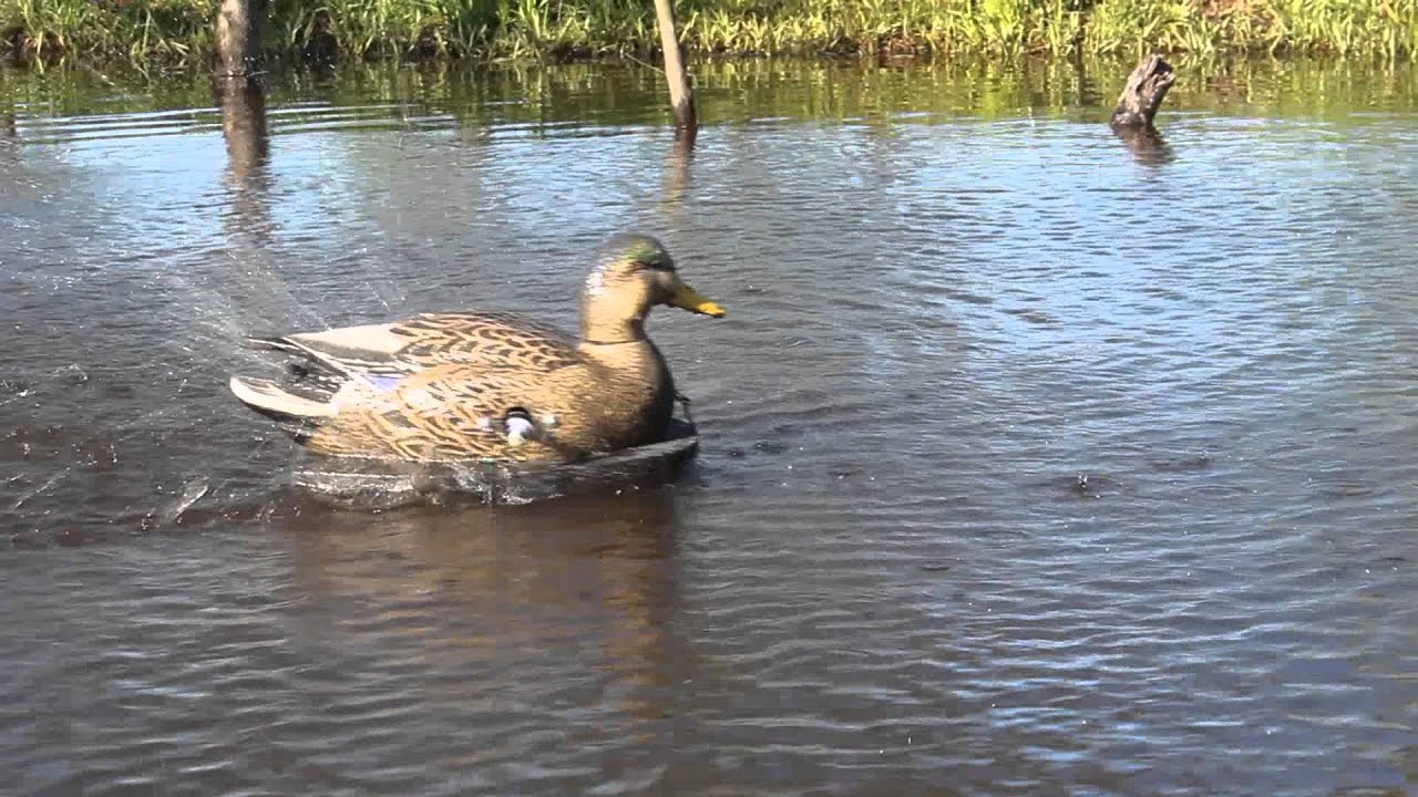 HYBRID WONDERDUCK MALLARD - YouTube