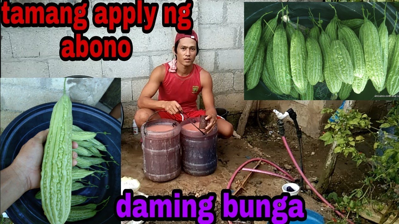 Tips | at tamang pag apply ng abuno/fertilizer - YouTube
