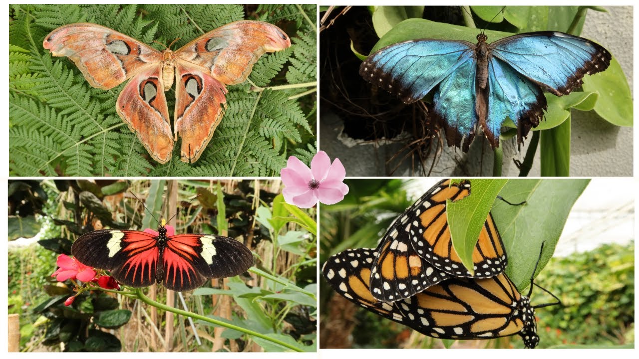 A day in a Botanical Butterfly Garden || Vlindorado || Vlindertuin ...