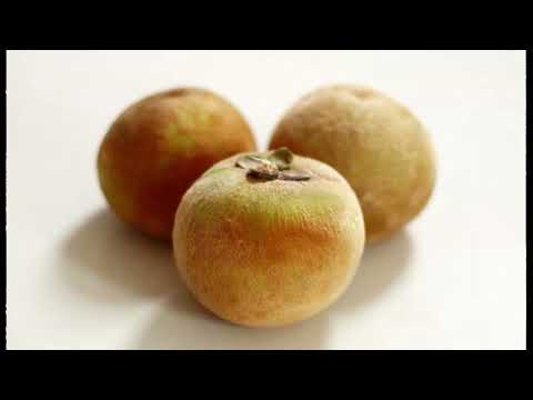 100 years Old Velvet Apple Tree। #DiospyrosBlancoi #Mabolo - YouTube