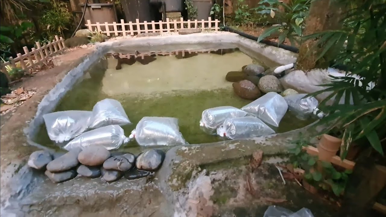 Releasing My New Baby Monster Fish - YouTube