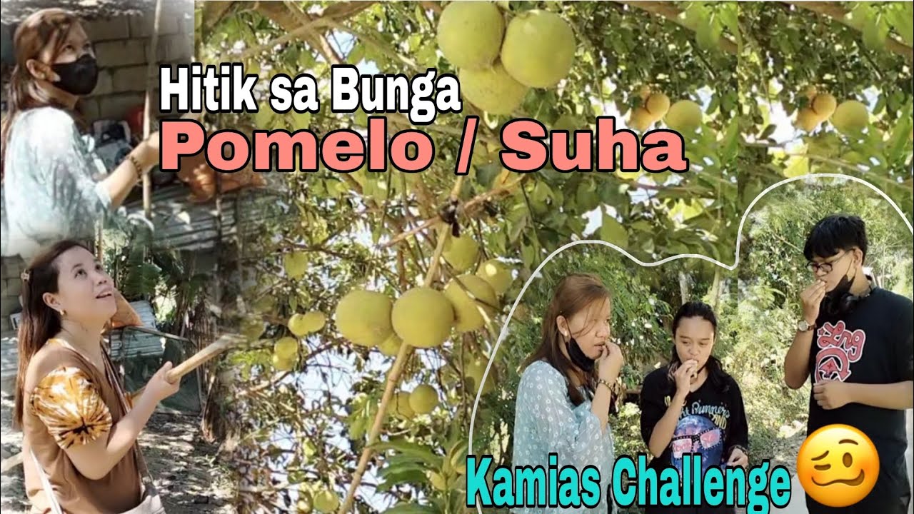 V91| Harvest ng Suha o Pomelo| Villarosa Fam Channel - YouTube